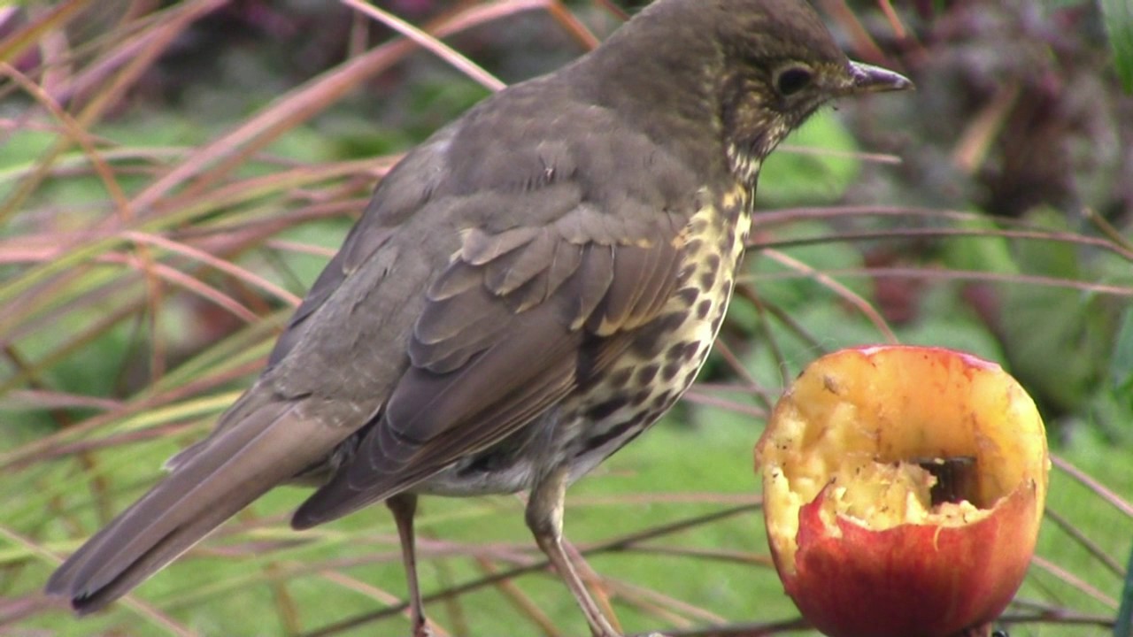 Song thrush eating apple - YouTube