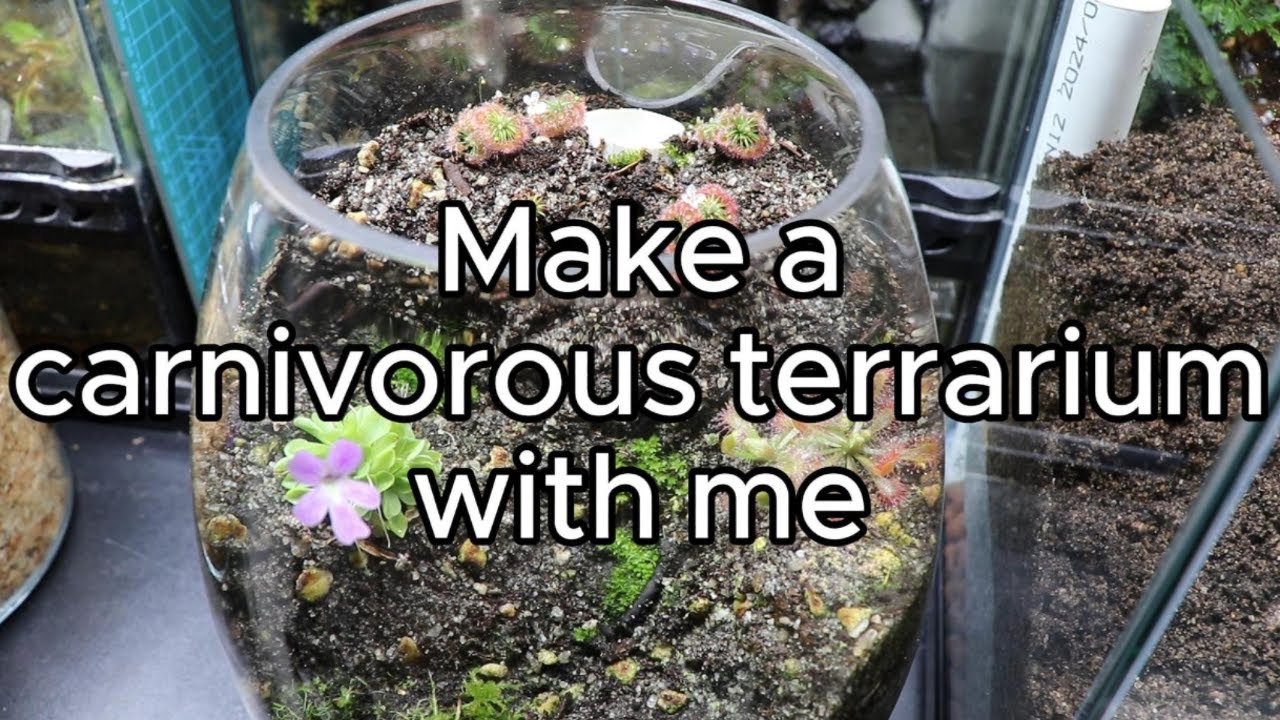 How to make a carnivorous terrarium (bog garden) - YouTube