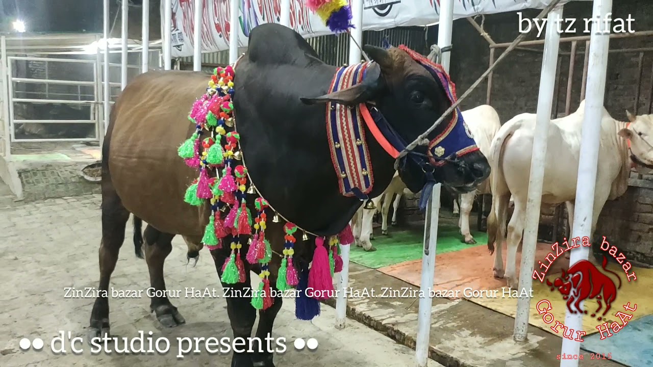 Huge Bull Beautifully Decorated _ Bishal Shar Goru Sundor Sajano _ Best ...