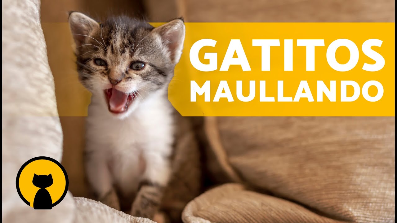 Gatito Bebe Llorando Por Qué Mi Gato Maúlla Mucho! | Purina Mexico