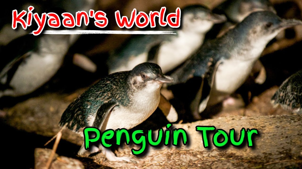 Bicheno Penguin Tour - Tasmania Holiday Diaries | Kiyaan's World - YouTube