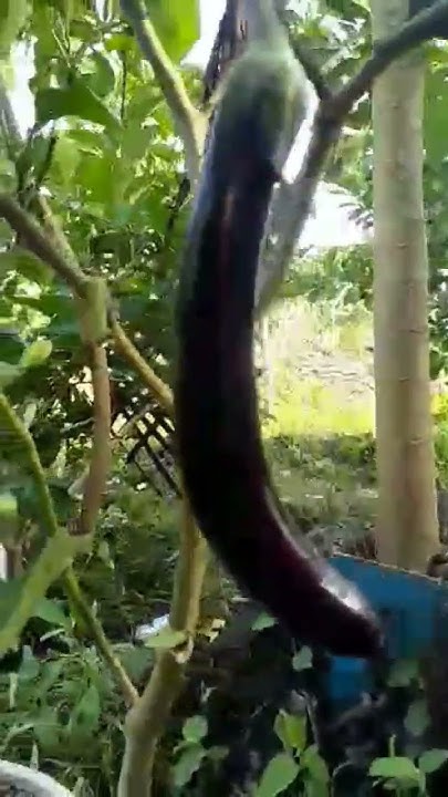 Talong sa aming bakuran/Buhay probinsya #trending #shorts #eggplant - YouTube