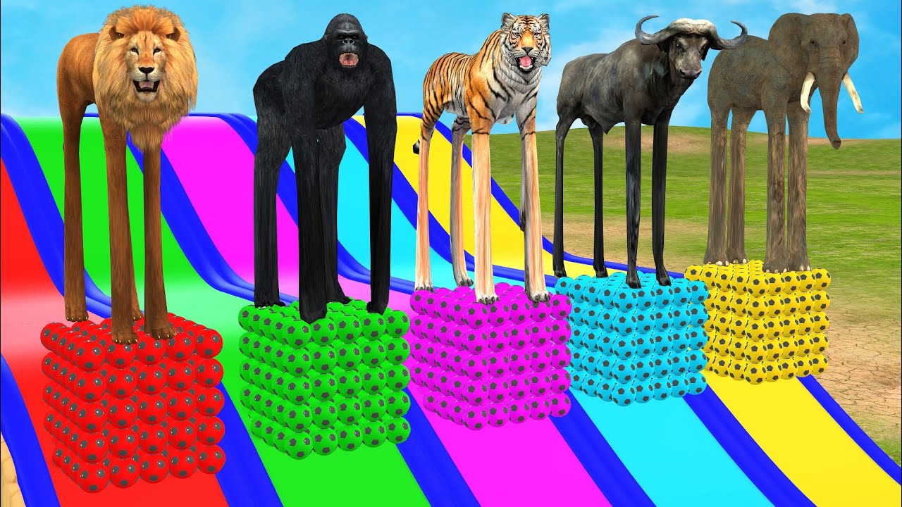 Long Legs Animals With Amazing Football Game Long legs tiger funny ...