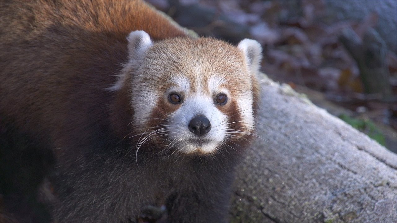 GaiaZOO - Rode Panda - YouTube