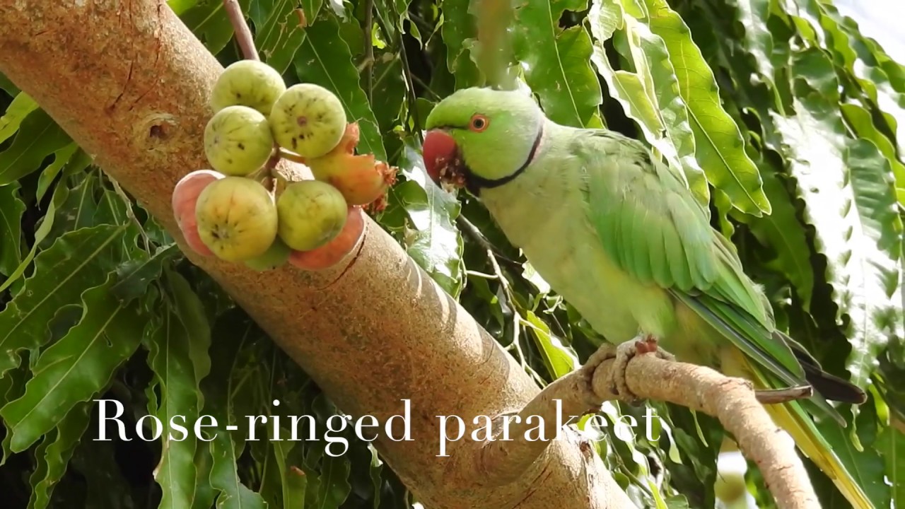 Birds on the fig tree - YouTube