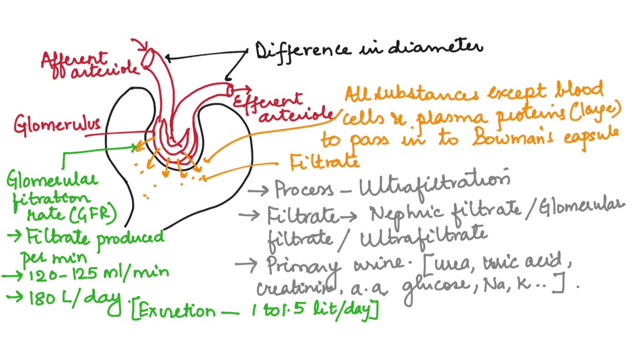 WHAT IS ULTRAFILTRATION? HUMAN PHYSIOLOGY: CH-19 PART 10 ISC/CBSE 11 ...