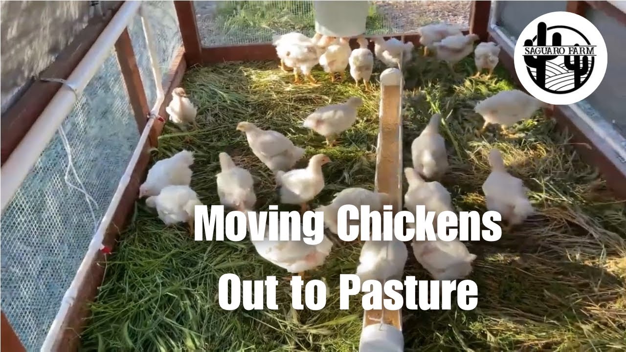 Moving Chickens to Suscovich Chicken Tractor - YouTube