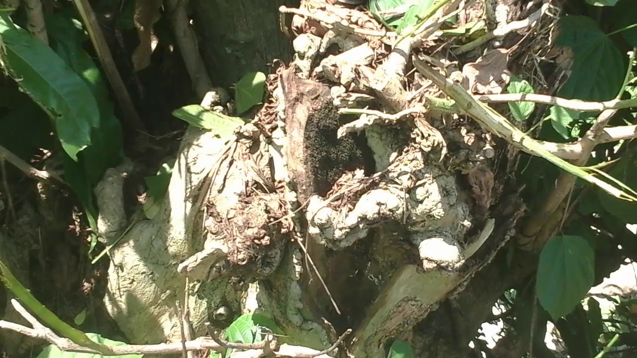 POHON TIMO/TIMOHO,KARAKTER JOSSS. - YouTube