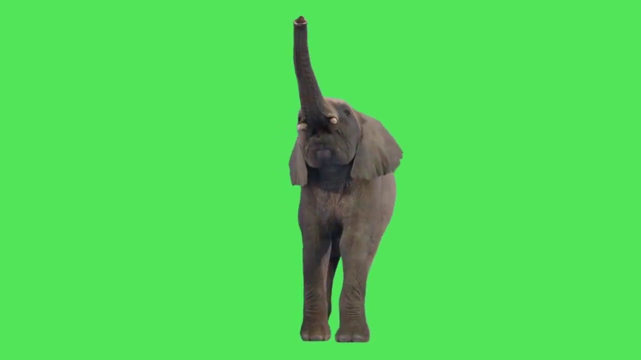 Stock Footage Free Download ( elephant green screen video ) - YouTube