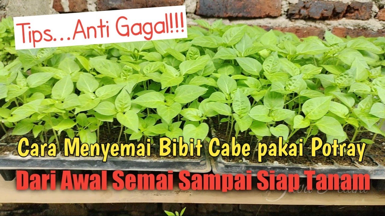 Cara Menyemai Cabe Rawit Agar Cepat Tumbuh - YouTube