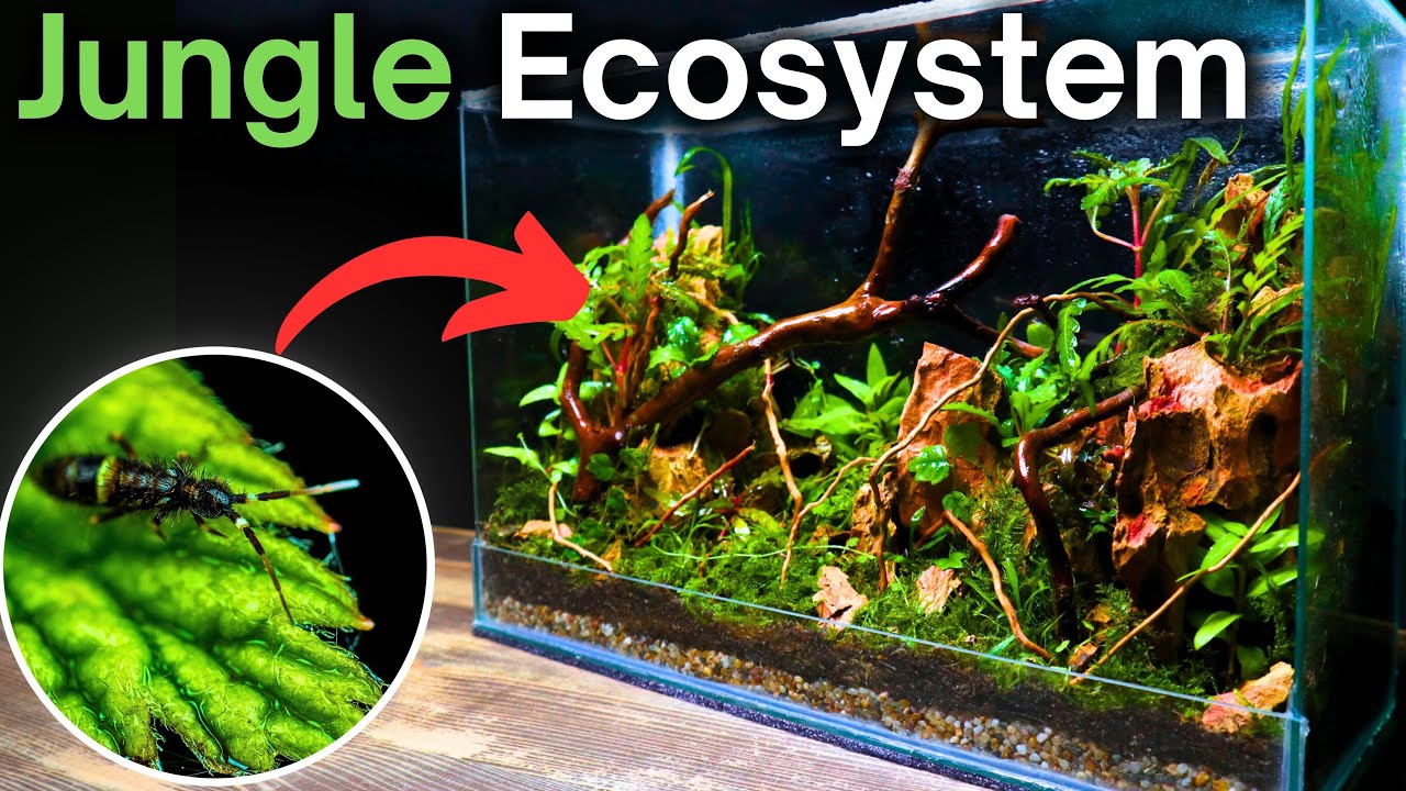 How To Make a Jungle Terrarium - Easy Step by Step Tutorial - YouTube