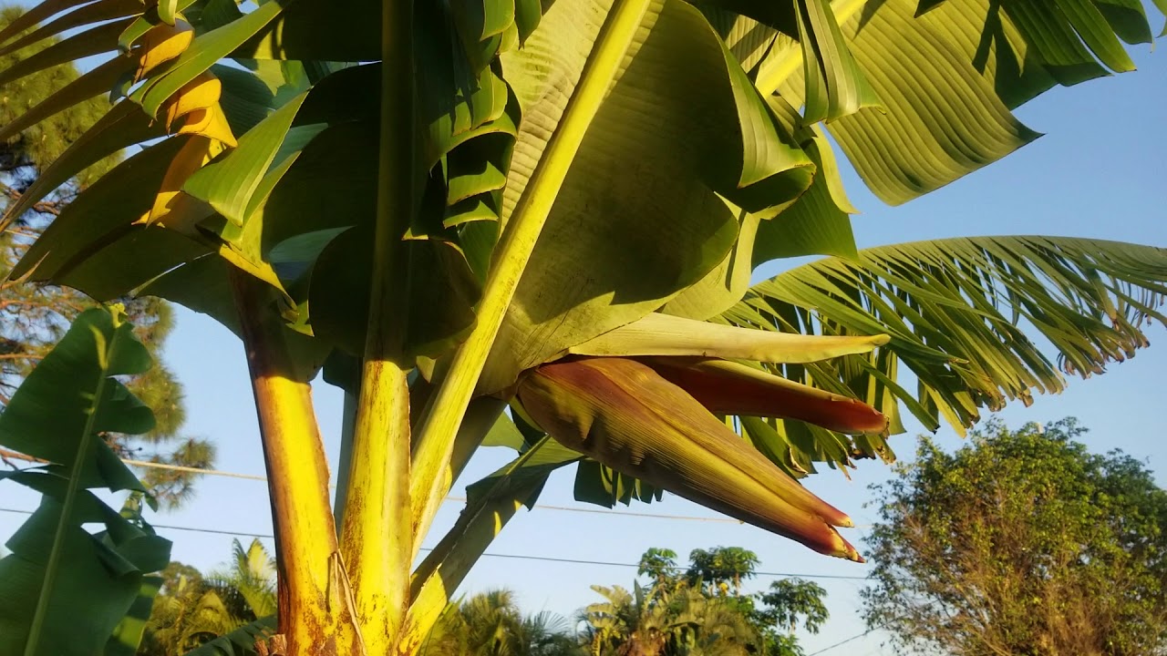 Florida Living, Banana Life Florida 6th Generation - YouTube