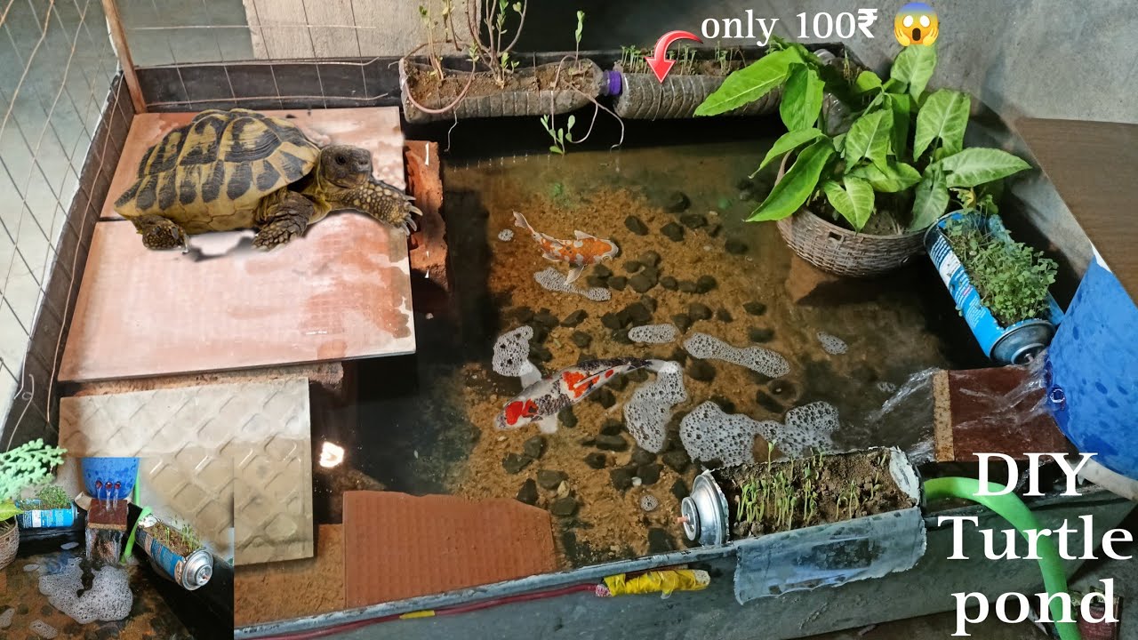 How to make turtle pond very cheap #aquarium #turtlepond#something ...