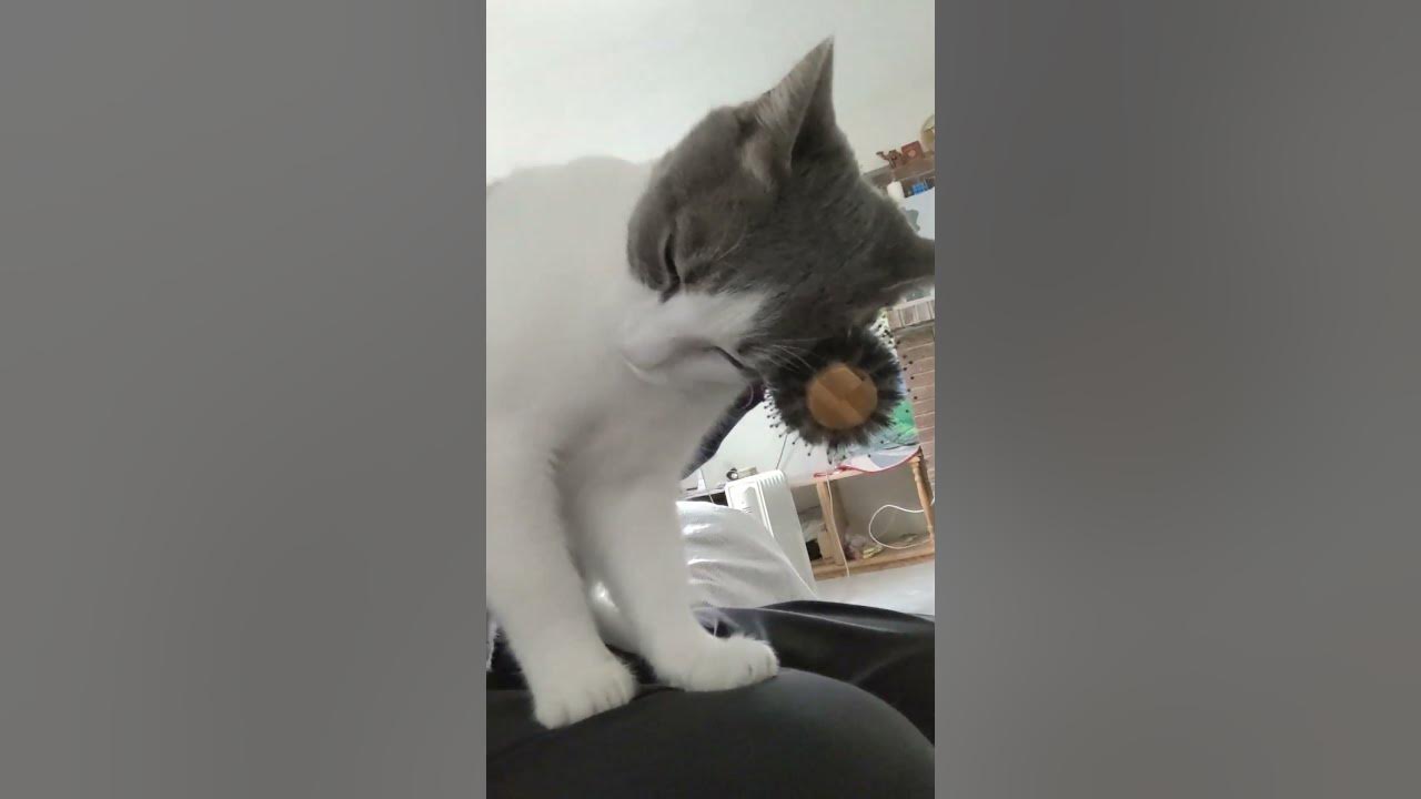 Miri - the Playful Cat – 4. #Shorts #Miri #Playful #cat #cats #pet #pets. - YouTube