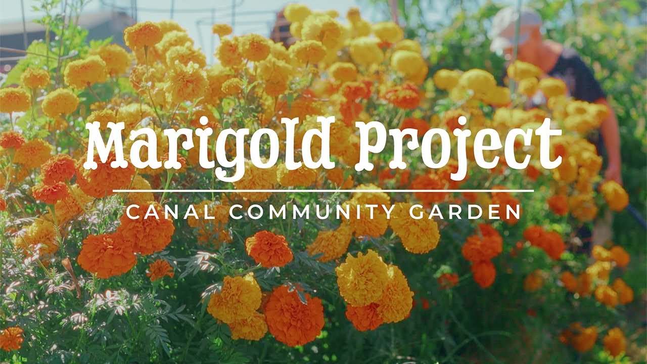 Marigold Project - Canal Community Garden - YouTube