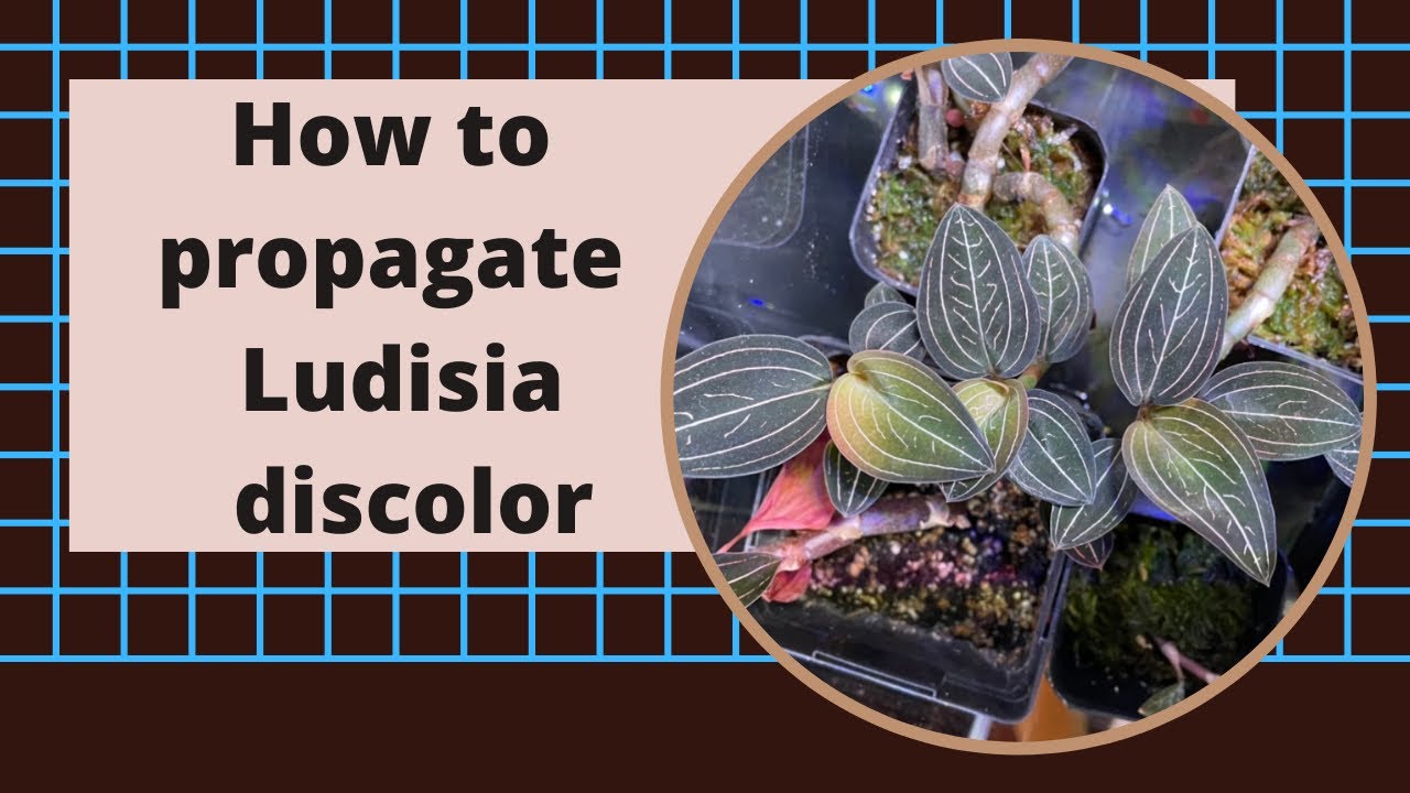 How to propagate Ludisia discolor - YouTube