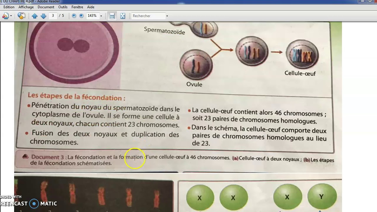 SUITE CHAPITRE 4 Héredité humaine 2AC - YouTube