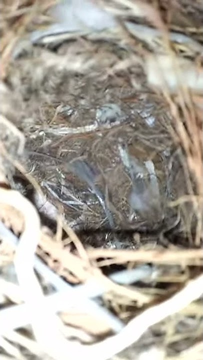 Sparrow nest building end time - YouTube