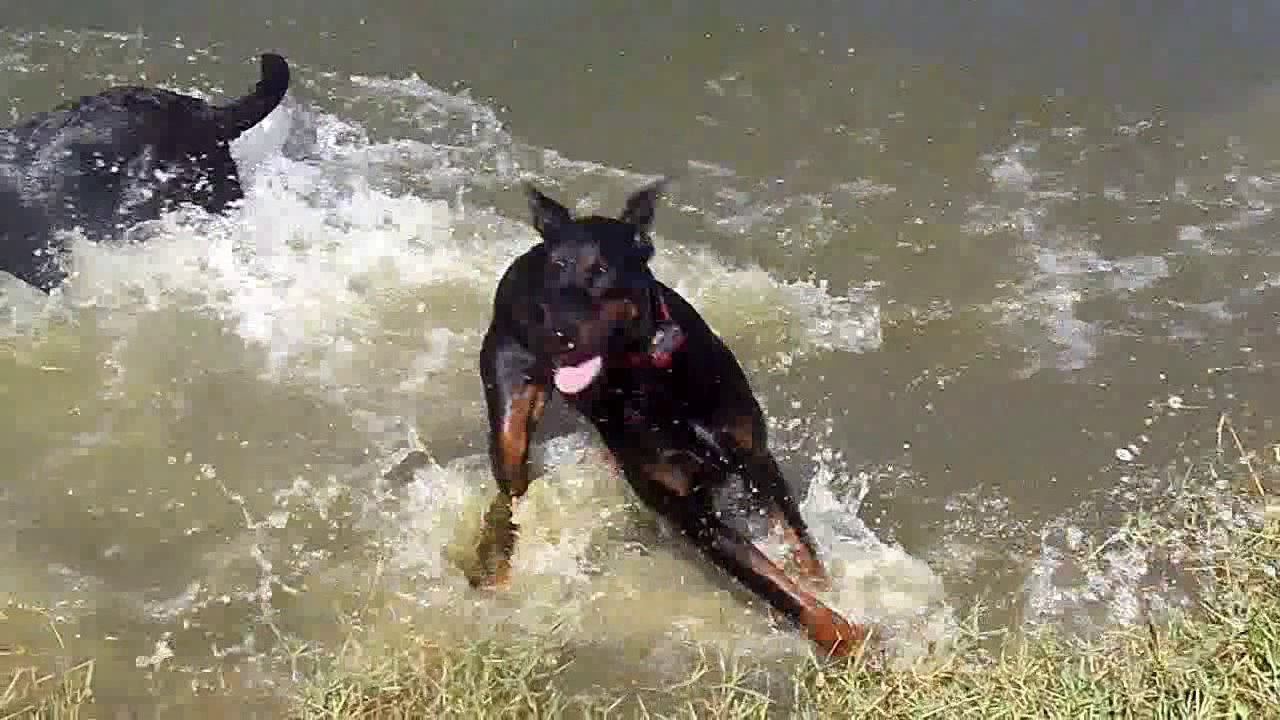 Doberman vs Labrador ........A Short Film By Panzertoo - YouTube