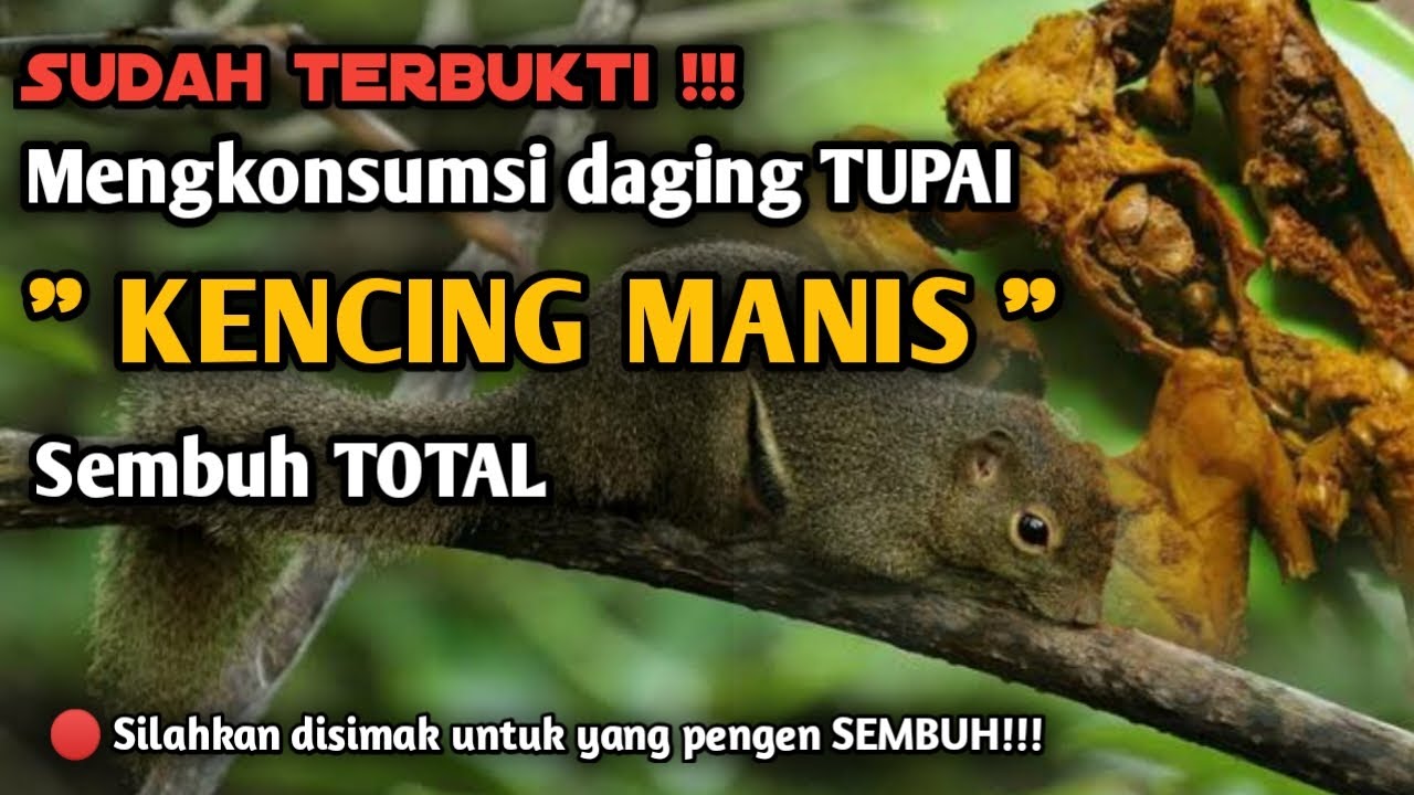 Sudah Terbukti!!!daging tupai bisa menyembuhkan KENCINGANIS,simak kalau ...