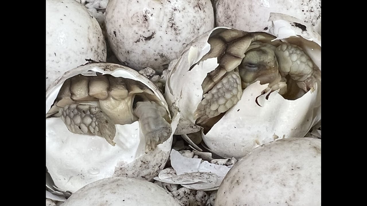 It's INCREDIBLE! 7 more babies are HATCHING all at once! - YouTube