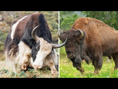 Yak vs Bison | Siapa yang Lebih Hebat?