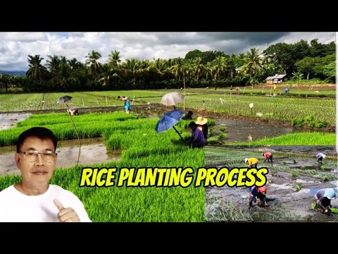 RICE PLANTING PROCESS - YouTube