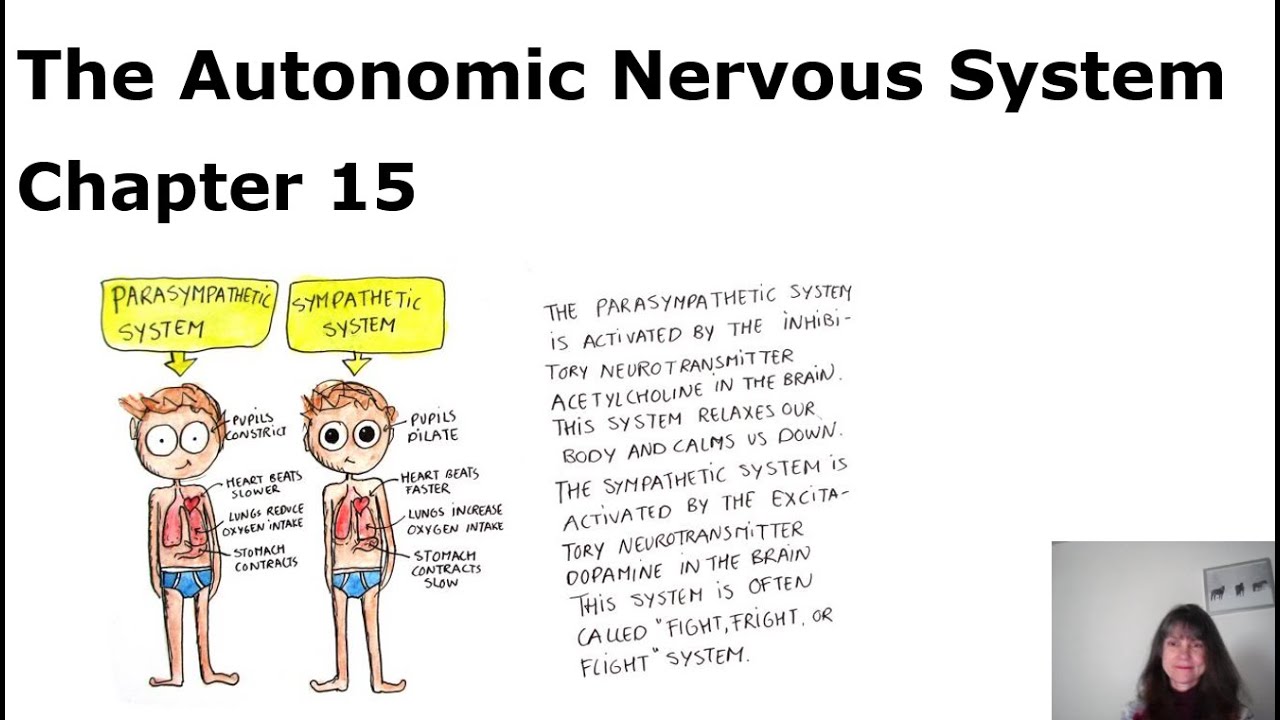 The Autonomic Nervous System - YouTube