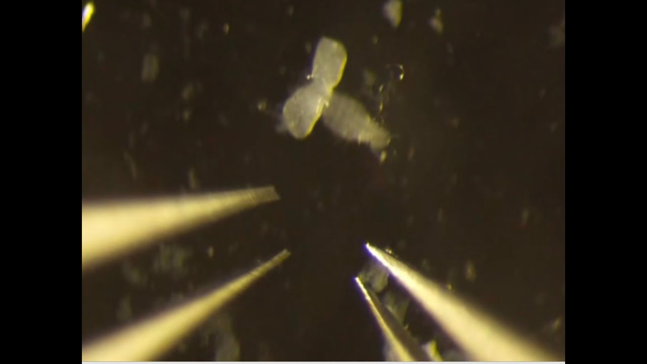 Dissection of the central nervous system (CNS) of fruit fly pupa - YouTube