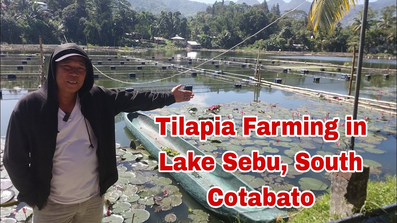 Diskarte ng mga Farmer kapag nag Fish Kill sa Lake Sebu, South Cotabato ...