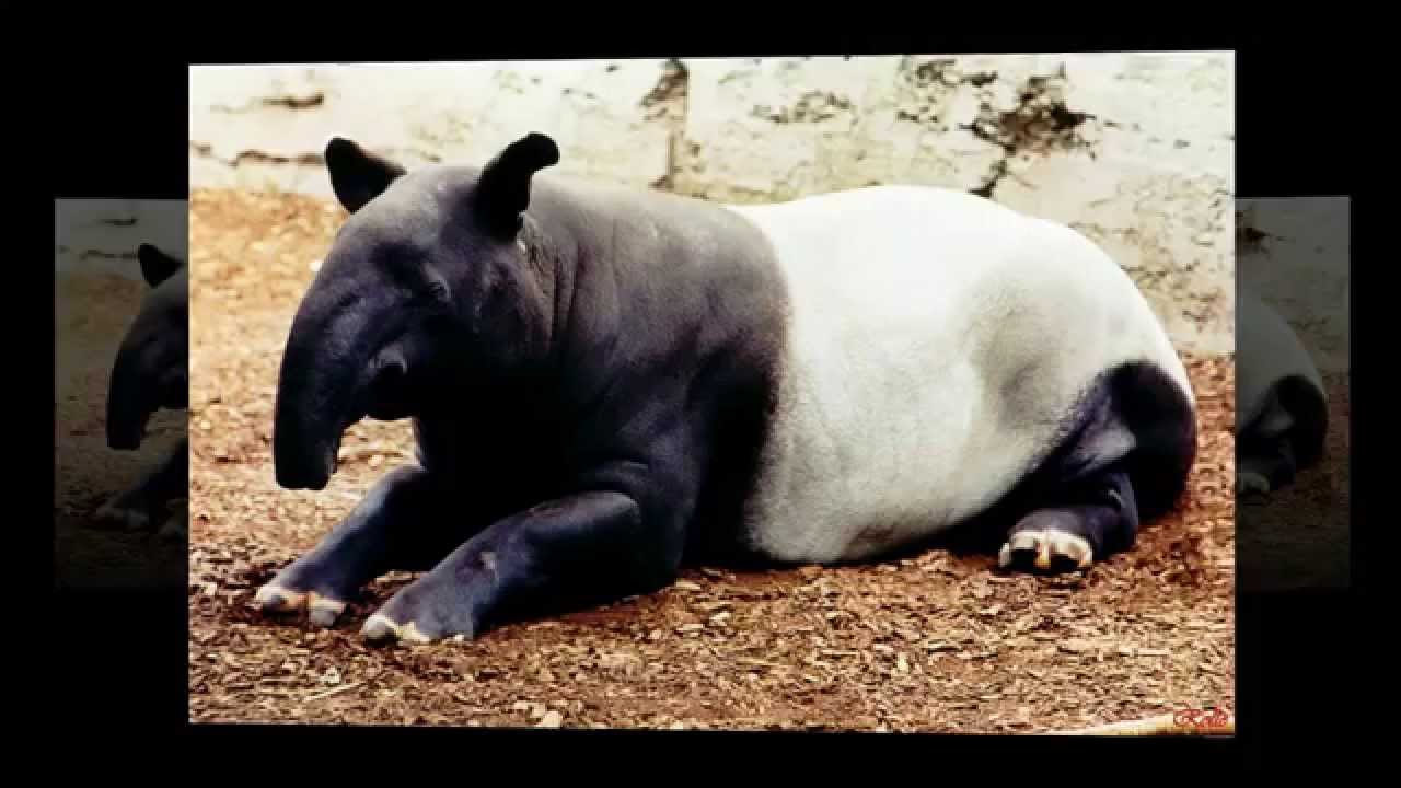 TOP 30 curious animals. STRANGE ANIMALS - YouTube