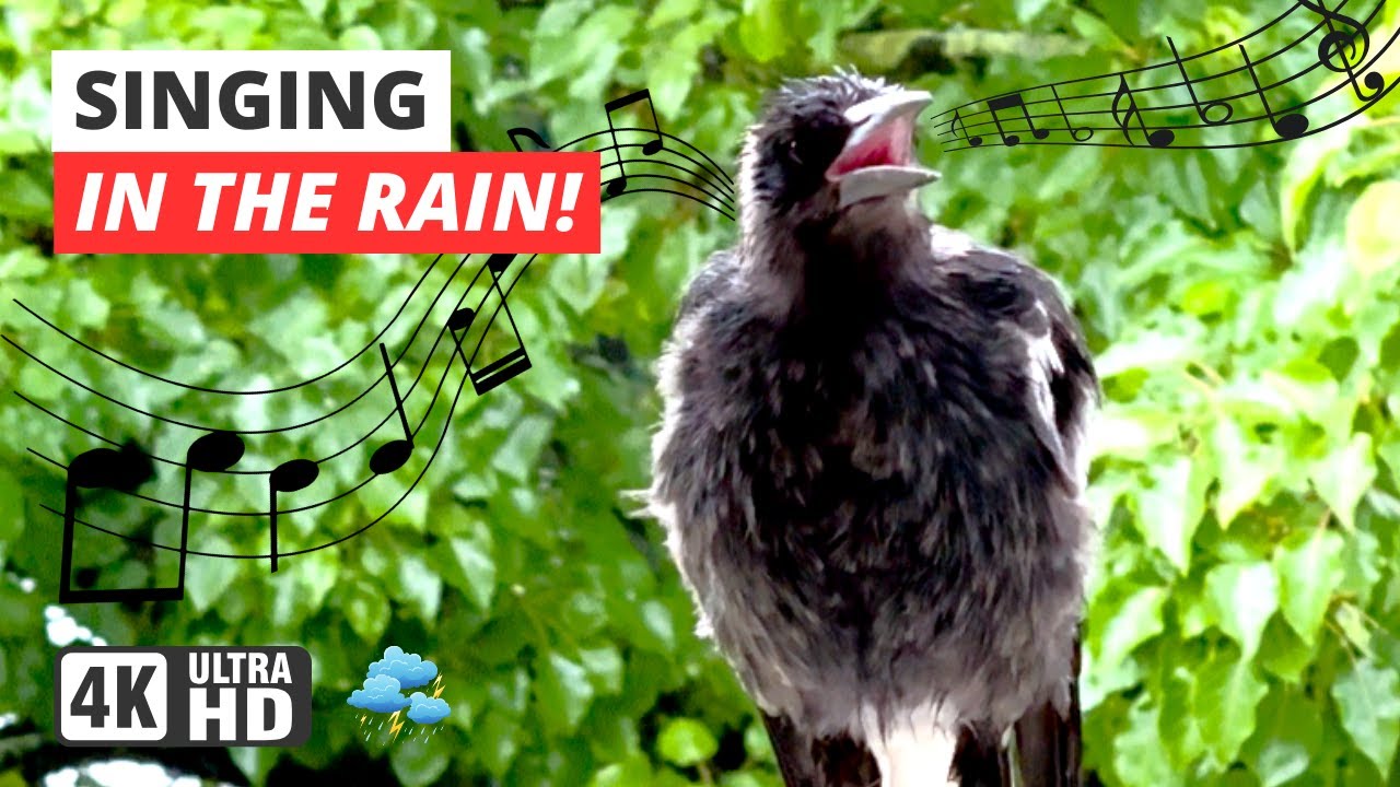 Australian Magpie Call | Non-Stop Sounds of Warbling!!! 🎶 - YouTube