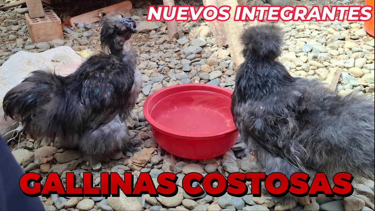 Compramos nuevas gallinas por internet y así nos llegaron - YouTube