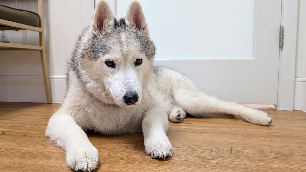 My Husky Memphis Goes Back to the Vet Health Update - YouTube