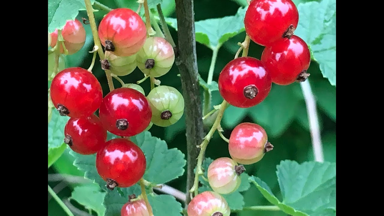 Groseillier à grappes ou gadelle 'Ribes rubrum' Des belles billes à ...