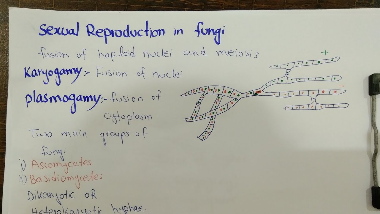 Sexual Reproduction in fungi| karyogamy| Plasmogamy | class 11 biology ...