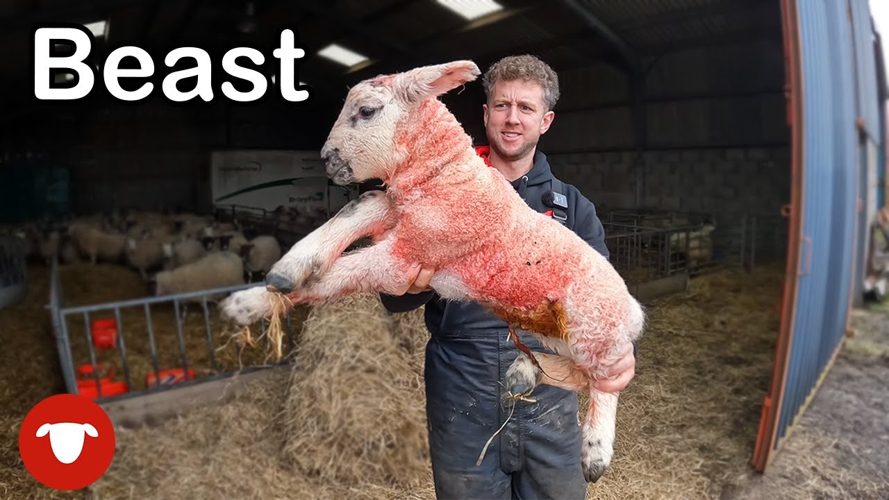 I'm WORRIED about the SIZE of these LAMBS | DAY 1 Lambing 23 | The ...