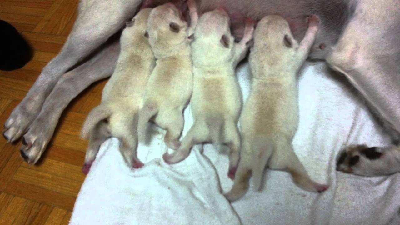 Baby Jindo! - YouTube