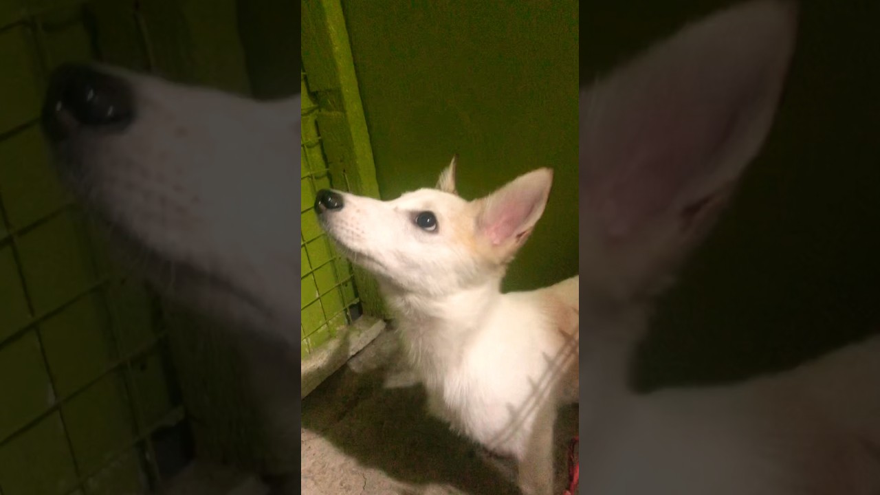 Mix breed dog japanese spitz &husky Siberian cutie 🥰 #shortsfeed # ...