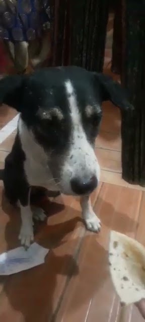 Rachana pandey my dog 🐕 animals - YouTube