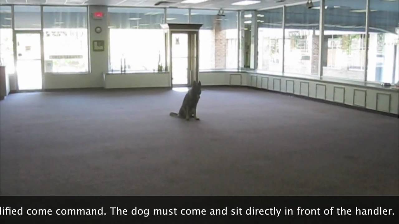 Dog Training: How To Teach Your Dog The Front & Sit Command - YouTube