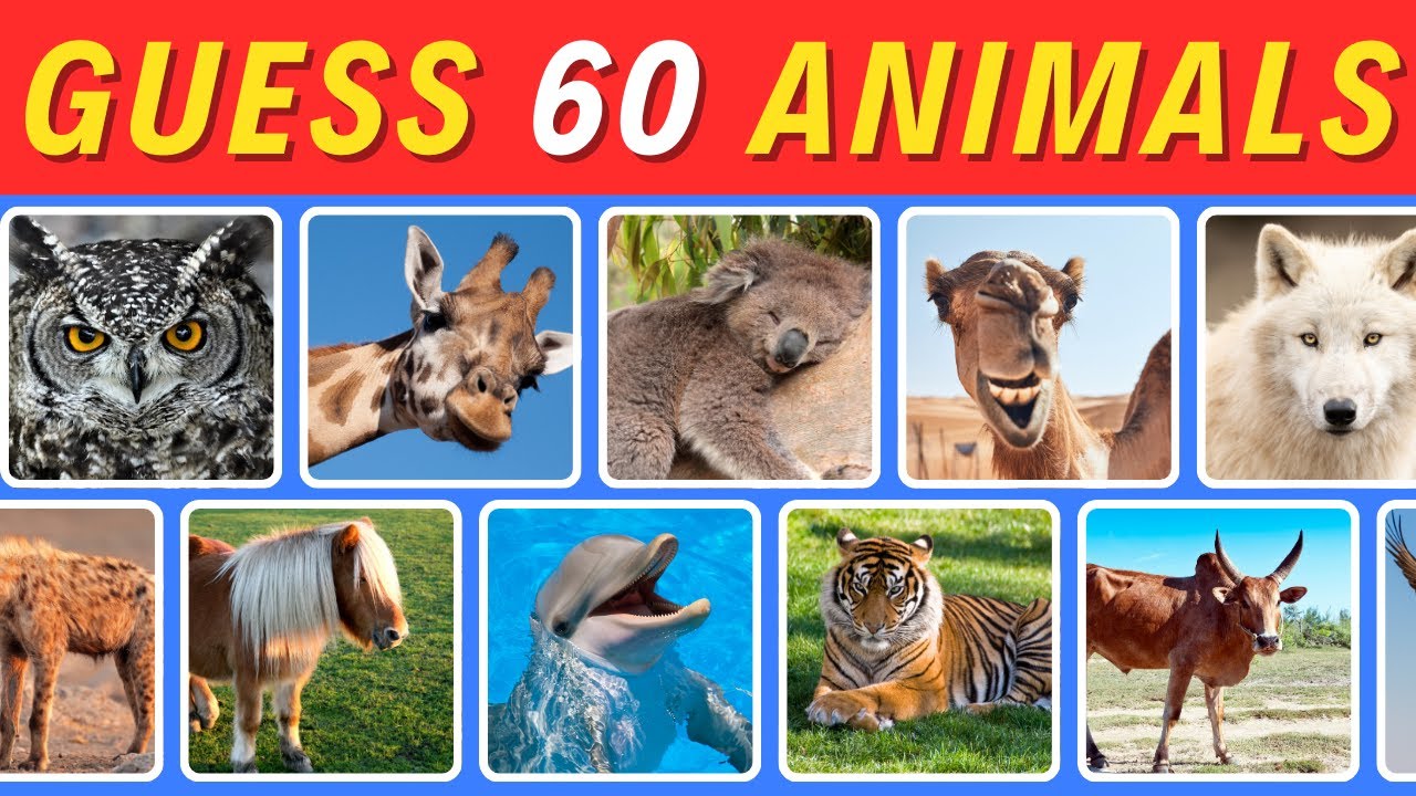 Guess 60 Animals in 3 Seconds🐶🐱🐨 Can You Get Full Marks?💯 - YouTube