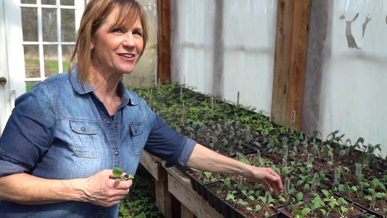 Julie shows you how to start growing vegetables from the seed in the ...