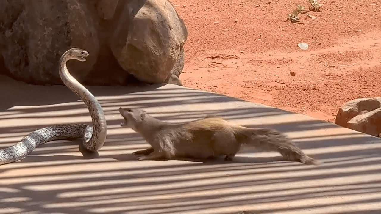 Mongoose Trying to Make Cobra Lunch - YouTube