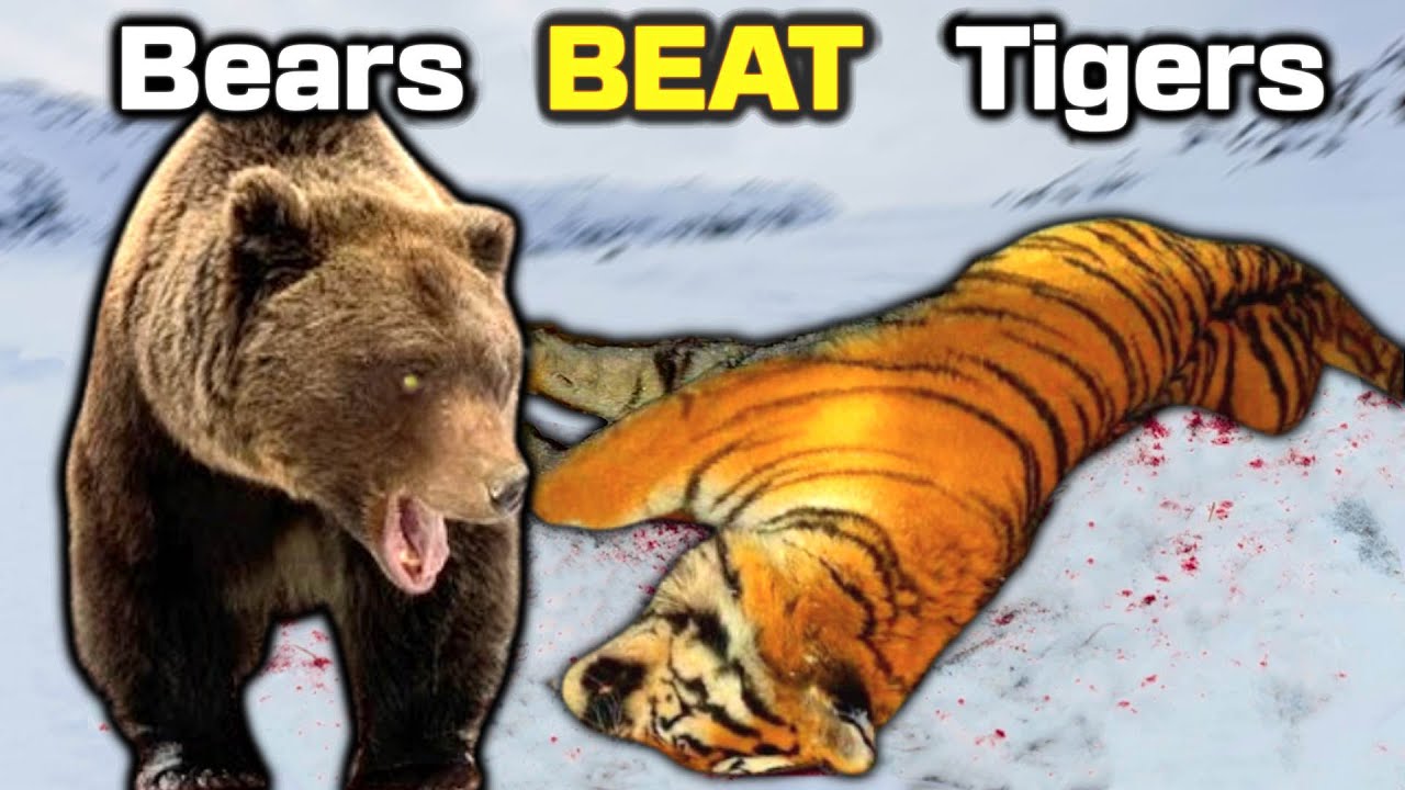 Why BROWN BEARS beat TIGERS - YouTube