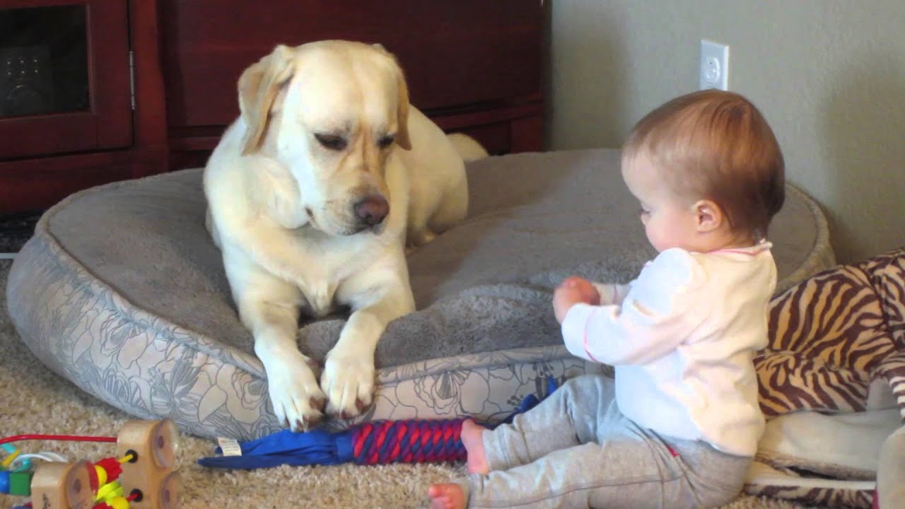 Positively Patient Pets - YouTube