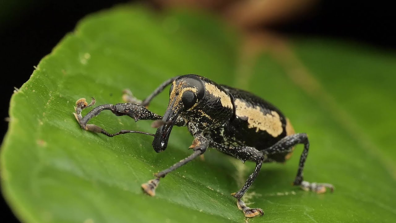 Cute Weevil from Ecuador - YouTube