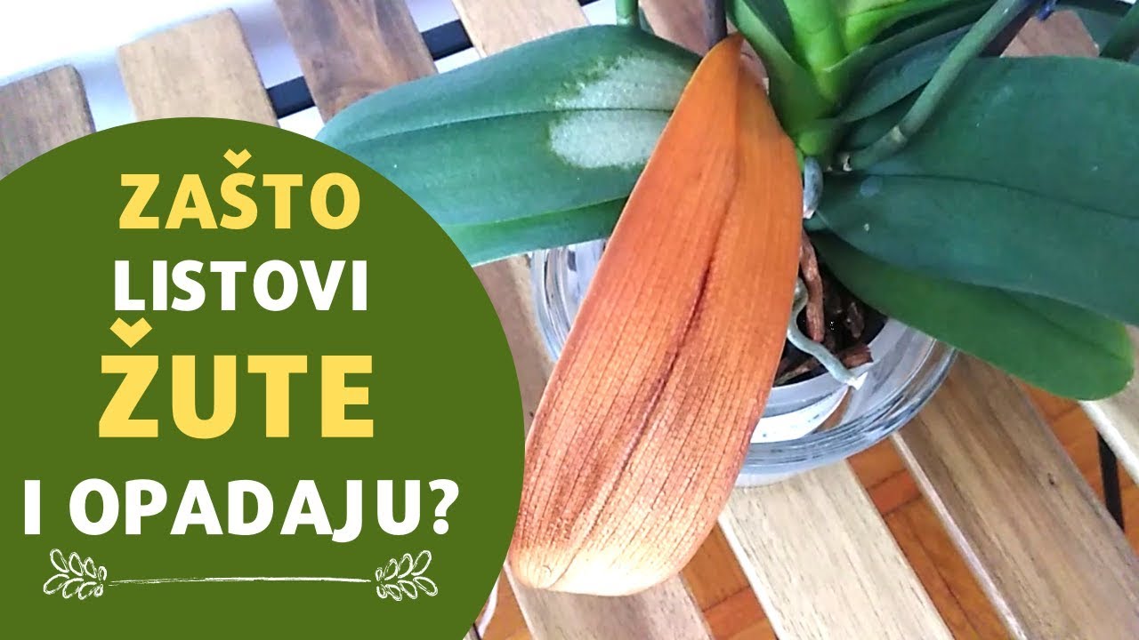 Saveti za Bujno i Zdravo Cveće | Zašto listovi na biljkama ŽUTE i ...