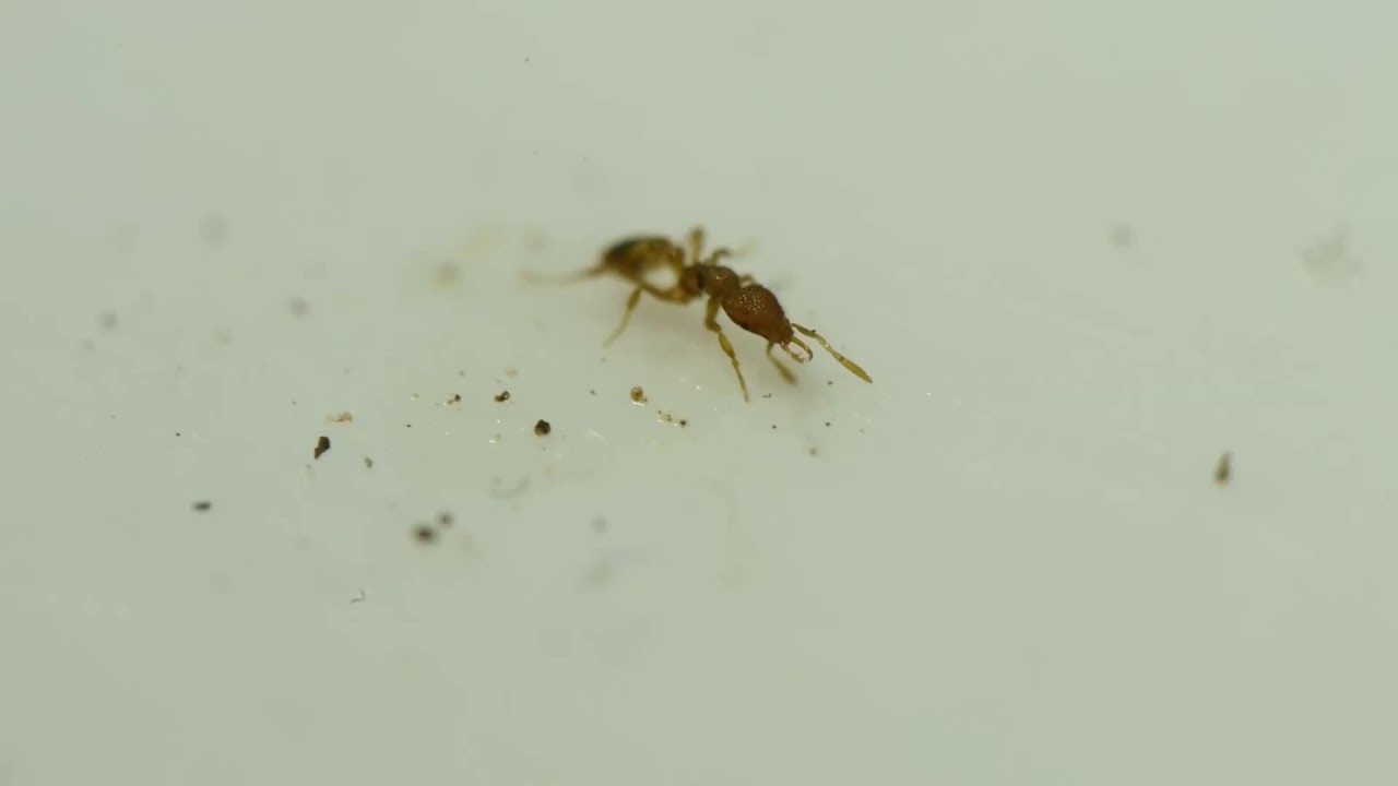 This ant is less than 1mm ! Strumygenis? - YouTube