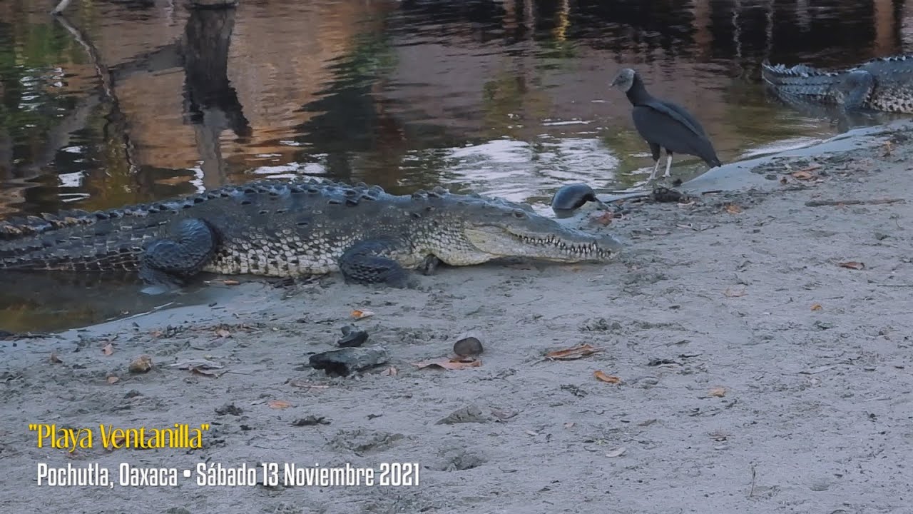 Visita a Playa Ventanilla (Sábado 13 Noviembre 2021) - YouTube